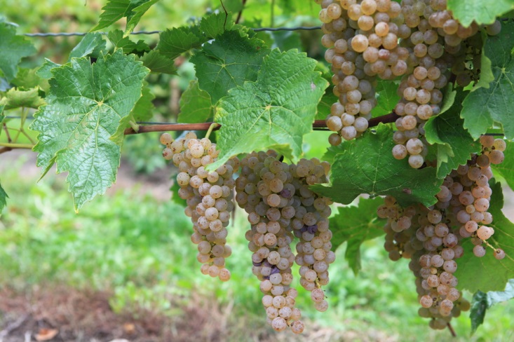 A Tiny Guide to Some of Niagara's Best New Wineries